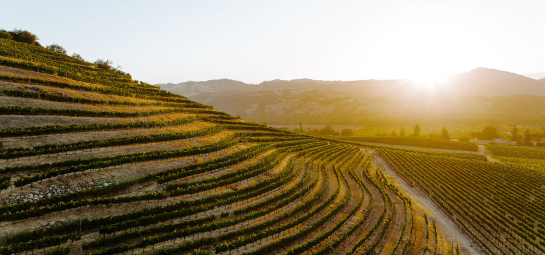 Seghesio Wine Club Newsletters - September 2022