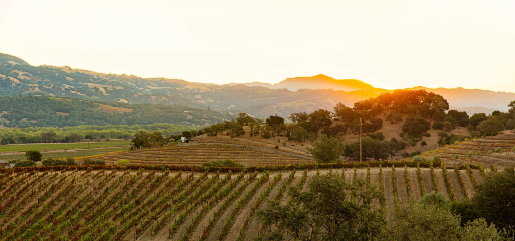 Seghesio Wine Club Newsletters - November 2022