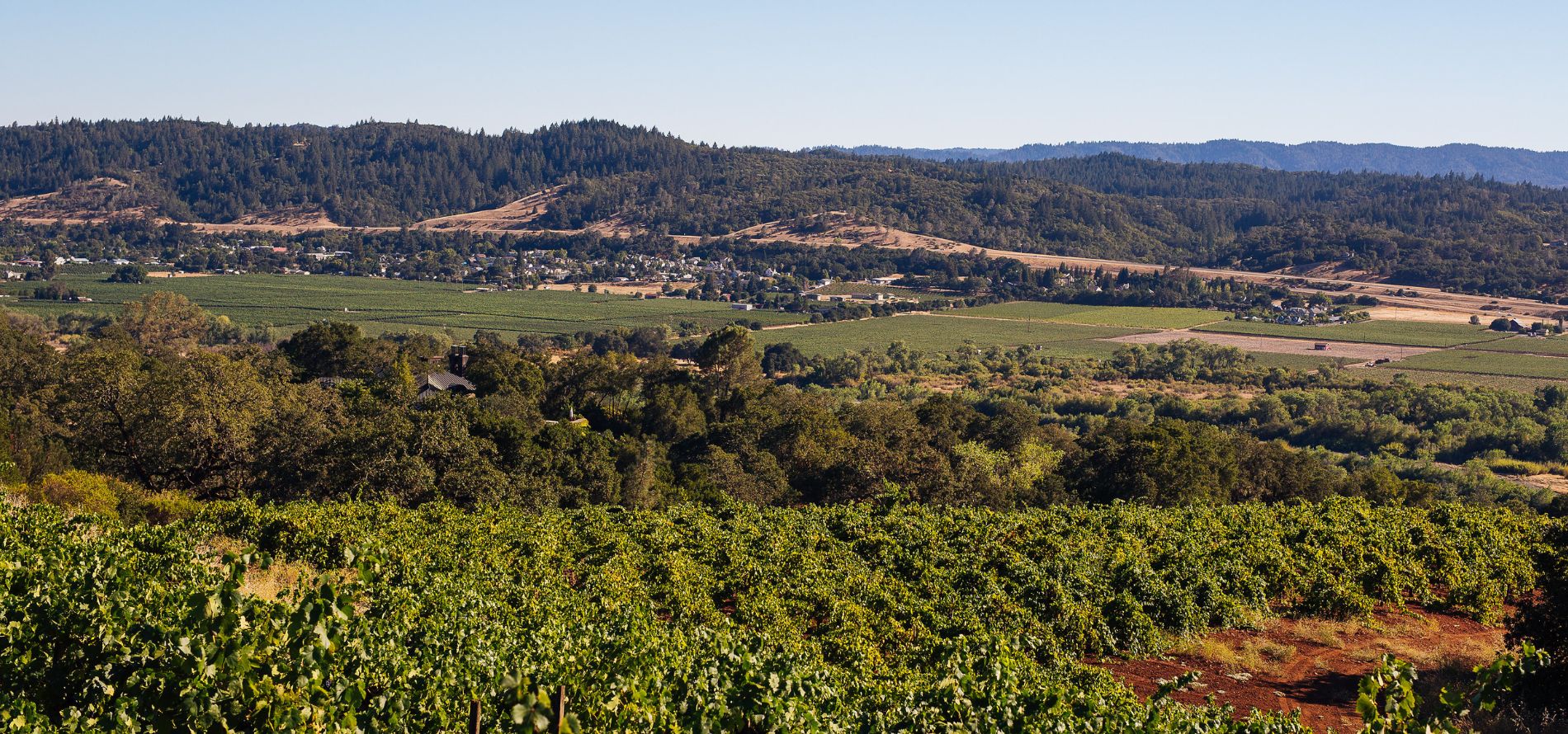 Seghesio Wine Club Newsletters - February 2024