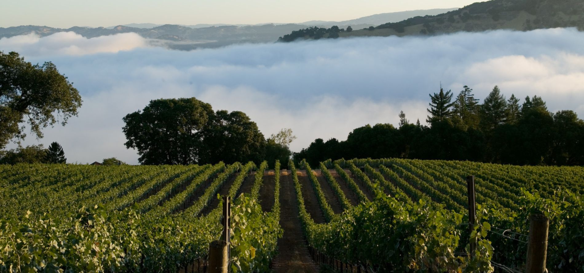 Seghesio Wine Club Newsletters - April 2024