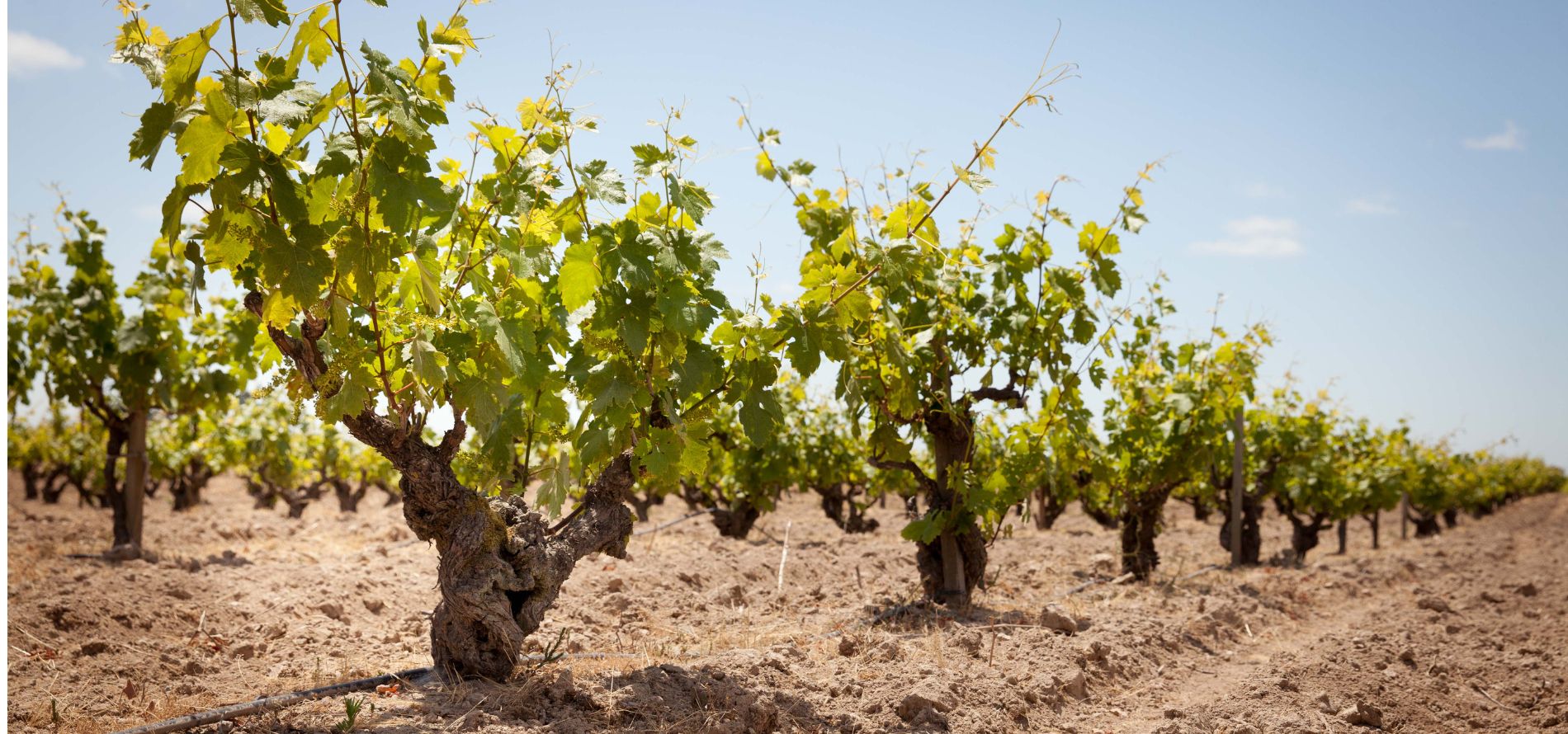 Seghesio Wine Club Newsletters - November 2024