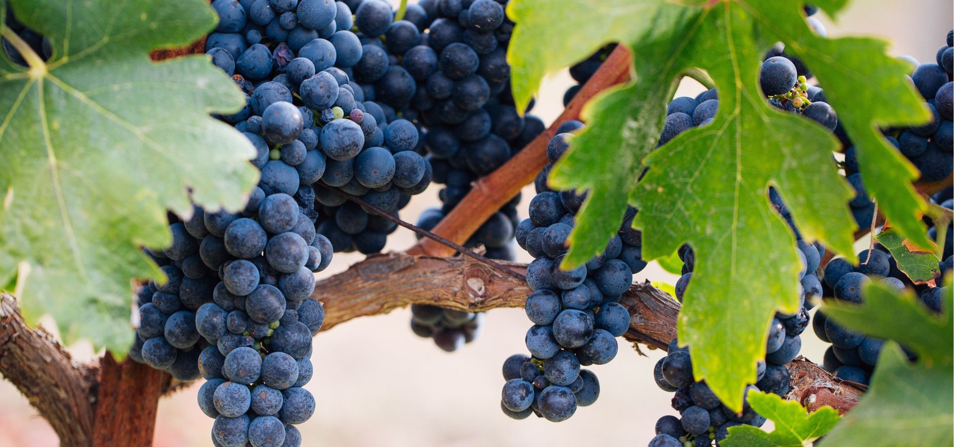 Seghesio Wine Club Newsletters - April 2025